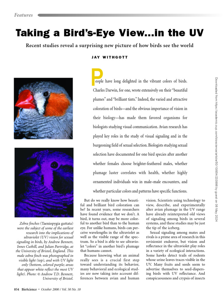 UV Bird | PDF | Ultraviolet | Visual Perception