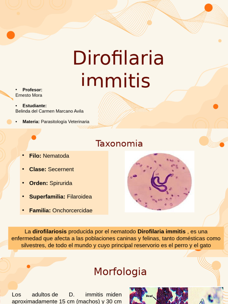 Dirofilaria immitis: Ciclo y Tratamiento | PDF | Microbiología