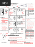Meiosis Amoeba Sisters | PDF | Meiosis | Mitosis