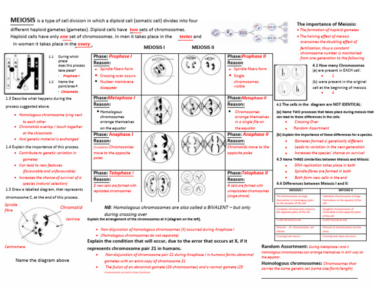 Meiosis One Page MEMO | PDF | Meiosis | Chromosome