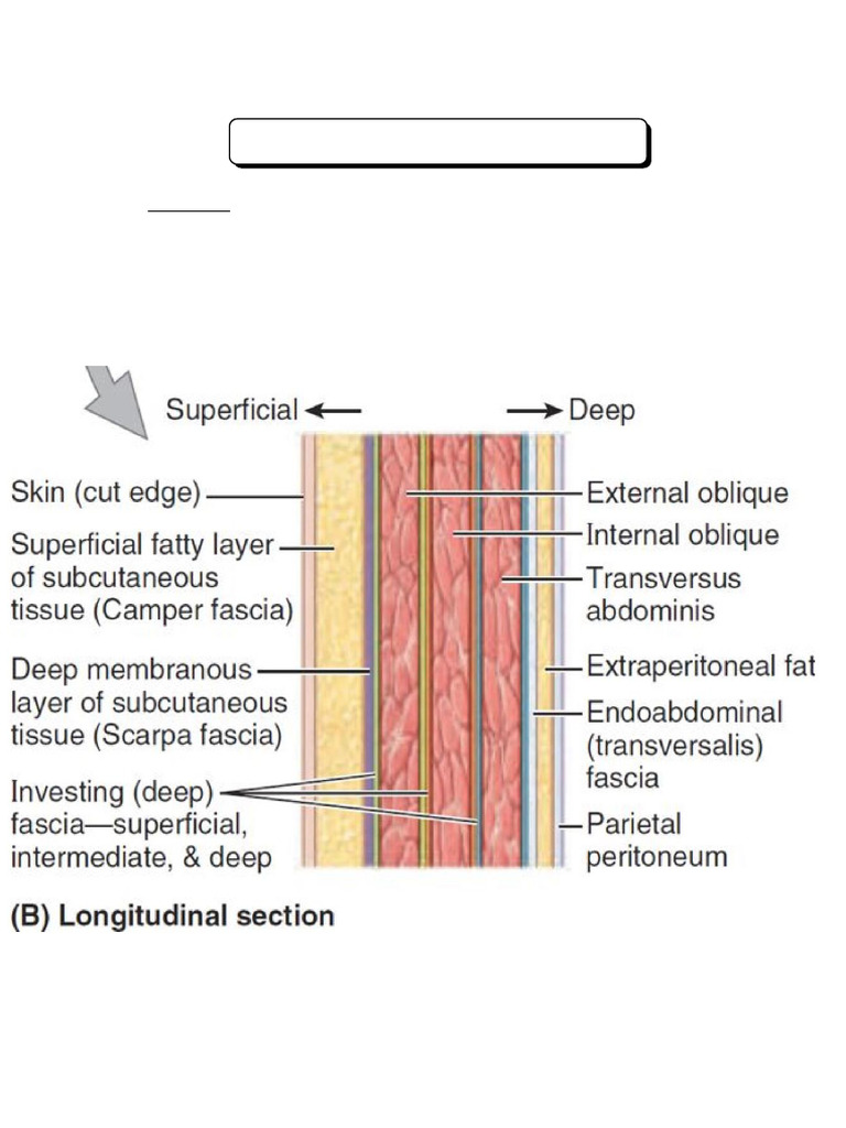 Anterior Abdominal Wall Anatomy | PDF | Abdomen | Vein