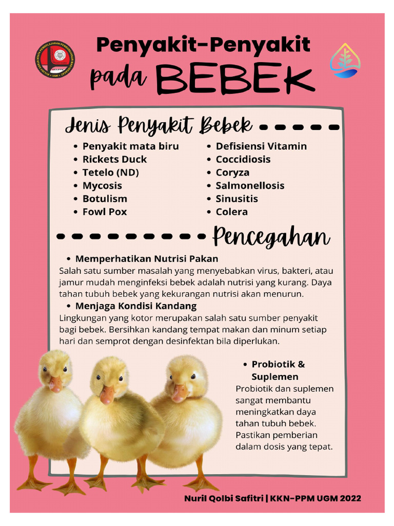 Penyakit Bebek Poster KKN | PDF
