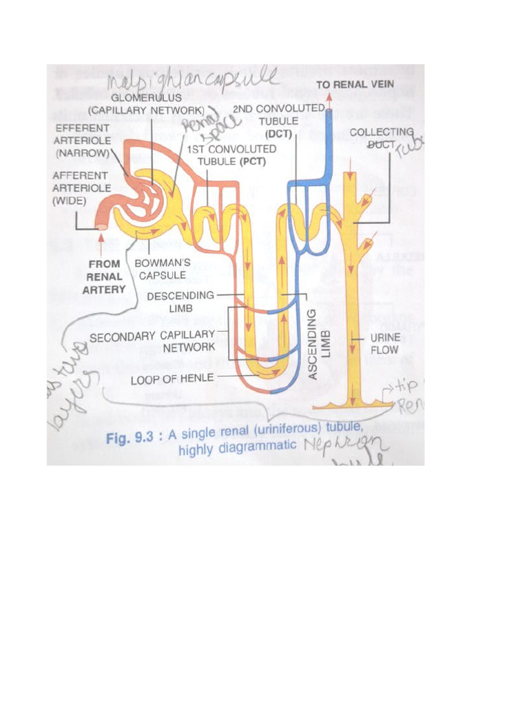 Bio Class 10 CH 10 | PDF