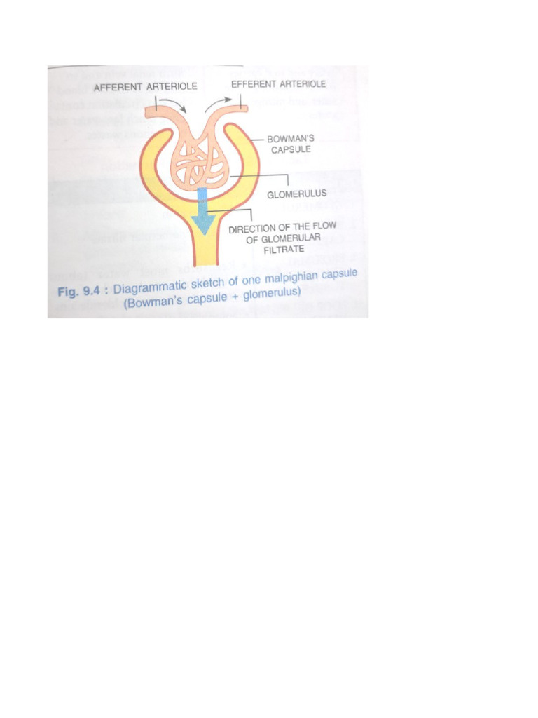 Bio Class 10 CH 11 | PDF
