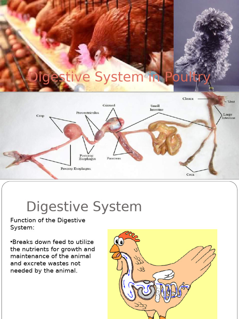 Digestive System in Poultry Edited | PDF | Digestion | Human Digestive ...