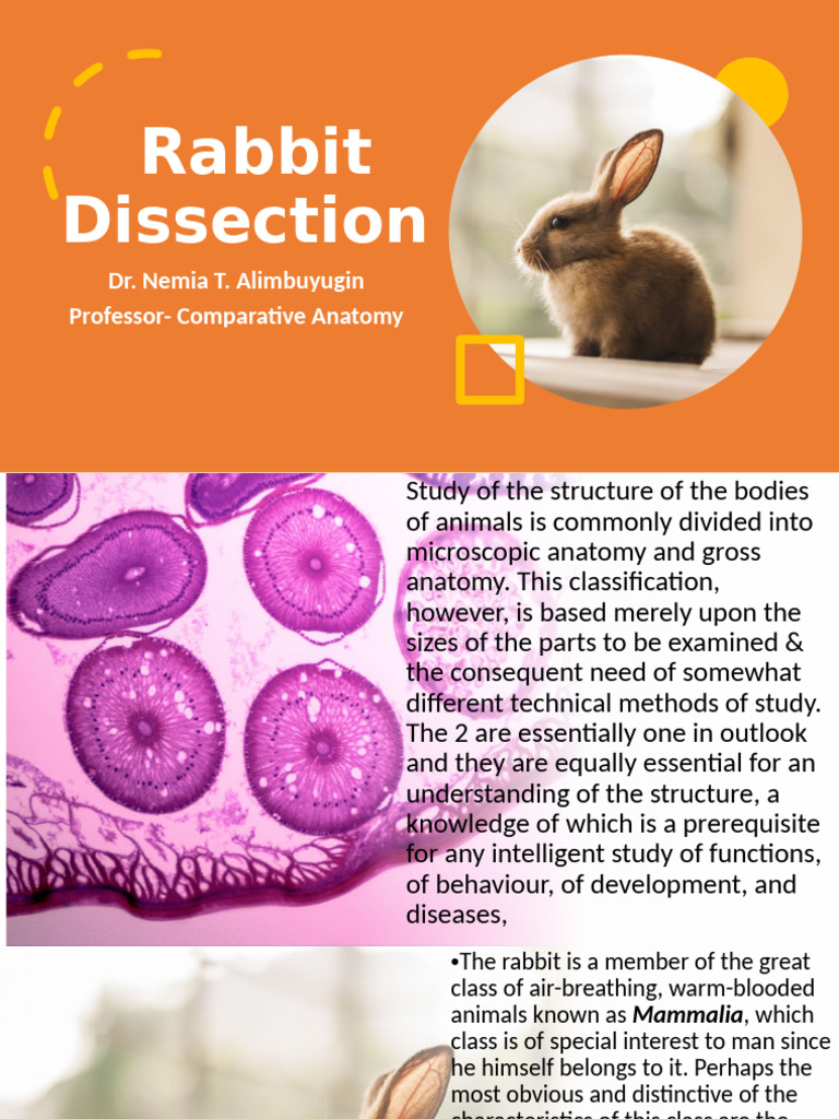 Rabbit Dissection Guide: Anatomy Overview | PDF | Stomach | Small Intestine