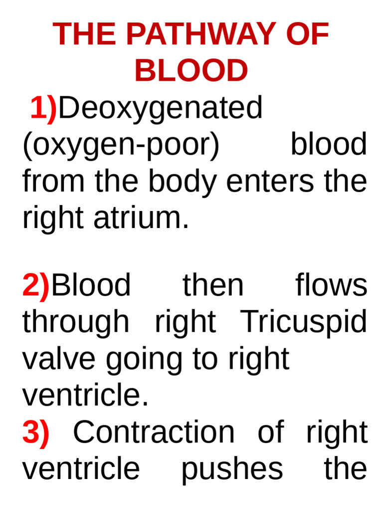 The Pathway of Blood | PDF