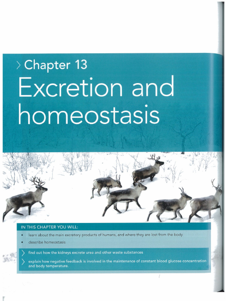 Cha 13 Excretion and Homeostasis | PDF