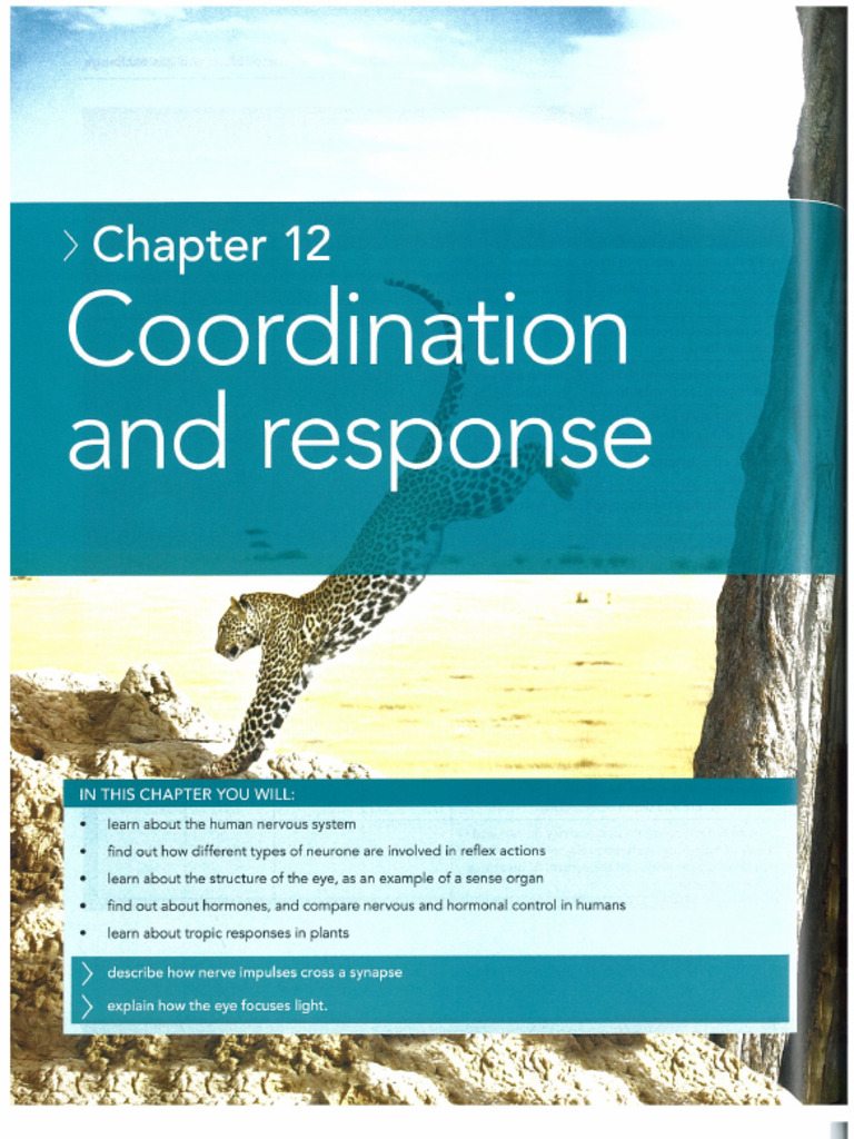 Cha 12 Coordination and Response | PDF