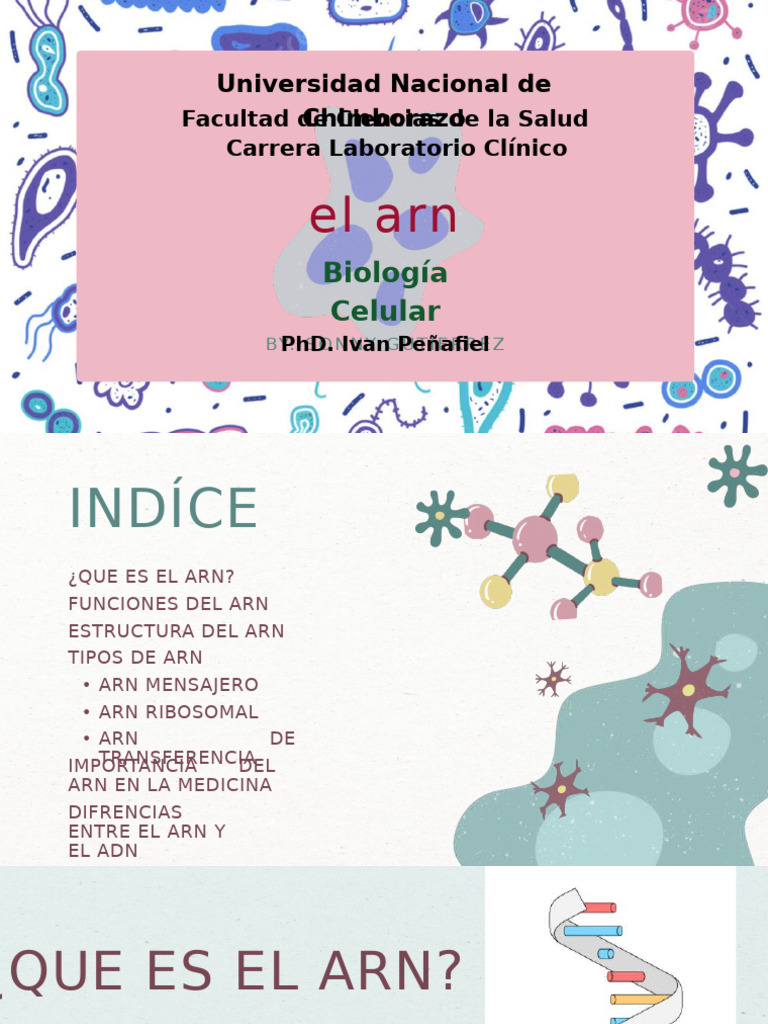Estructura y Funciones del ARN | PDF | Rna | Ribosoma