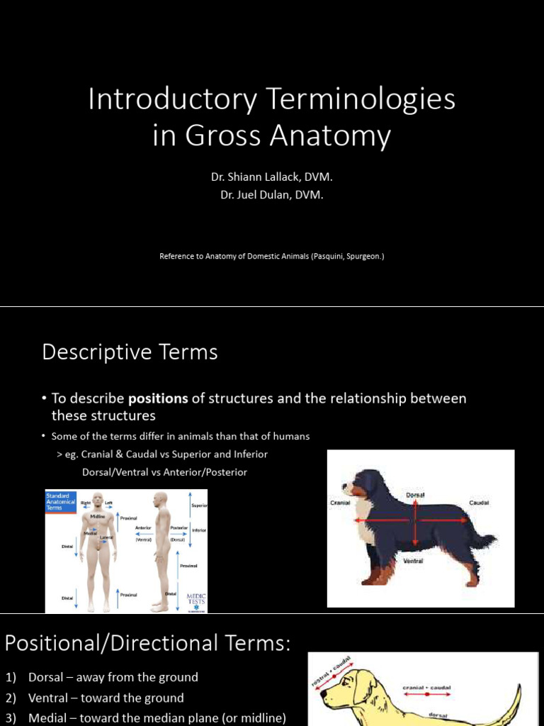 Gross Anatomy Terminology Guide | PDF | Anatomical Terms Of Location ...