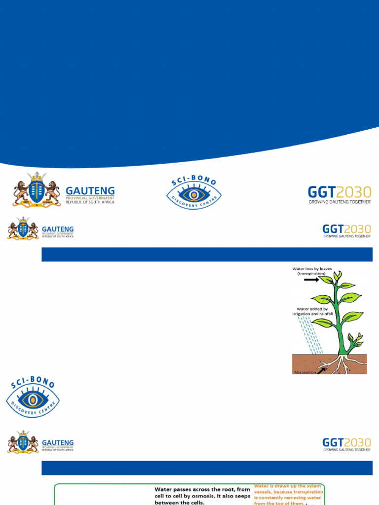 Water Uptake in Plants Explained | PDF | Branches Of Botany | Plants