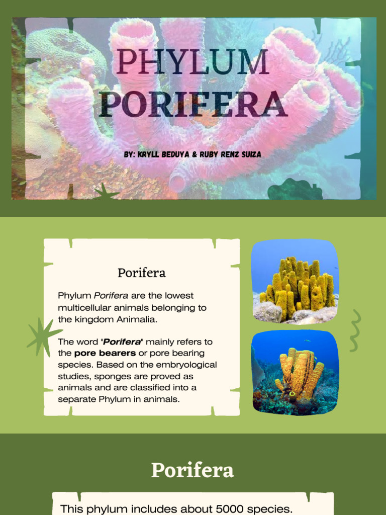 Phylum Porifera (Beduya & Suiza) - 20250201 - 151837 - 0000 | PDF ...