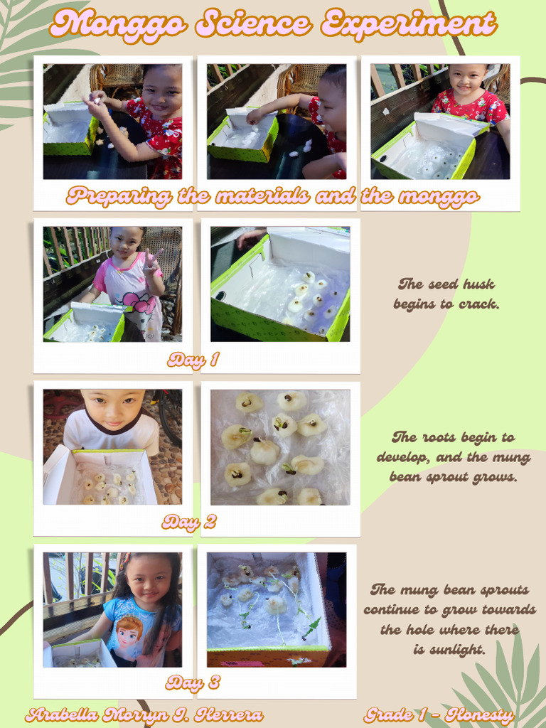 Mung Bean Growth Experiment | PDF