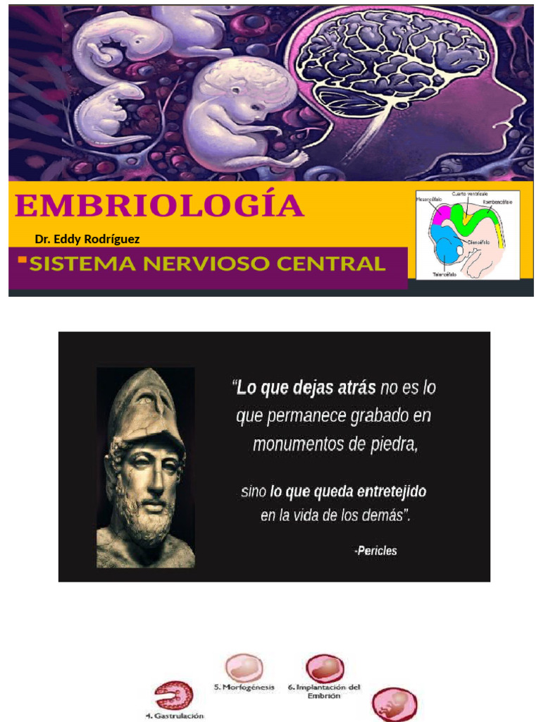 Embriología Sistema Nervioso | PDF