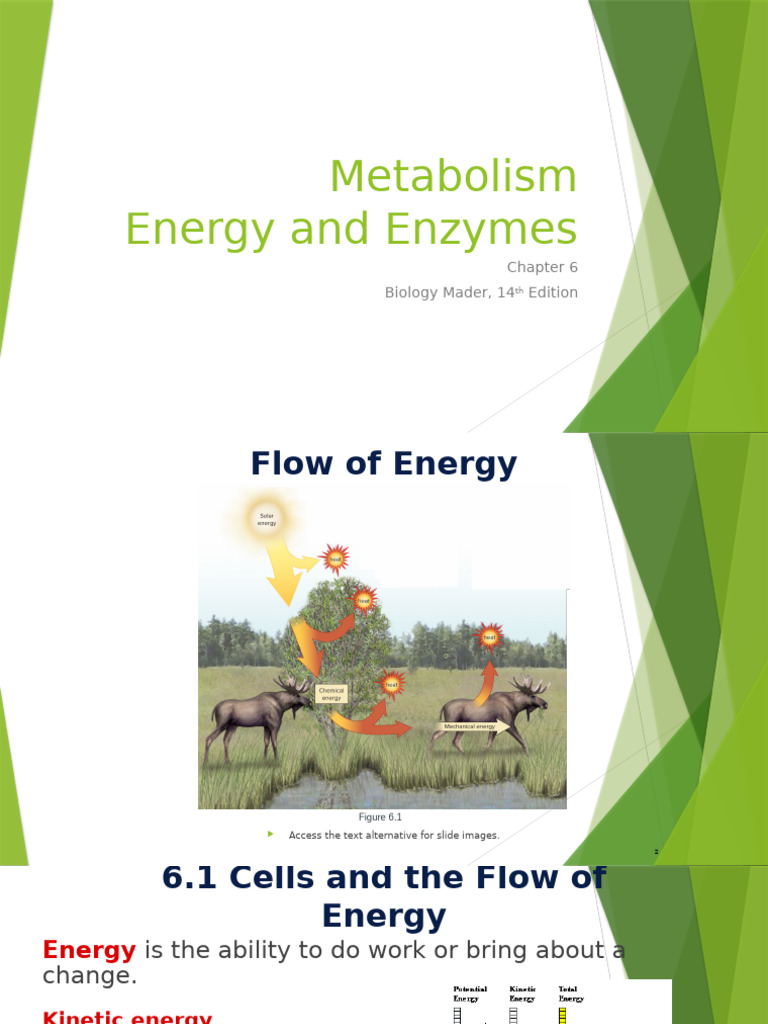 Bio111 Chapter 6 Metabolism | PDF | Redox | Enzyme