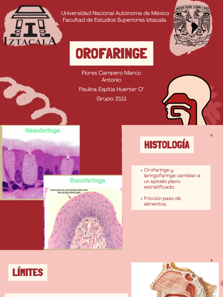 Orofaringe | PDF | Anatomía de los primates | Otorrinolaringología