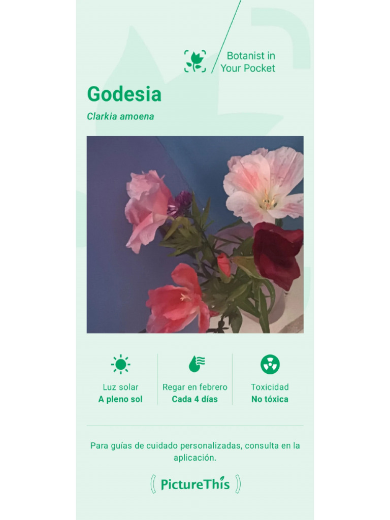 Godesia | PDF