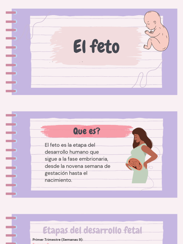 Desarrollo fetal: etapas clave y detalles | PDF | Feto | Sistema ...