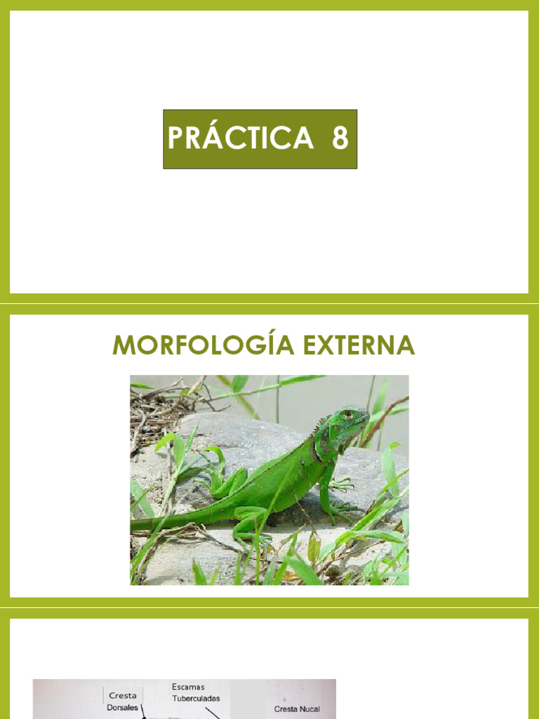 Anatomía de Iguanas y Dicrodon | PDF