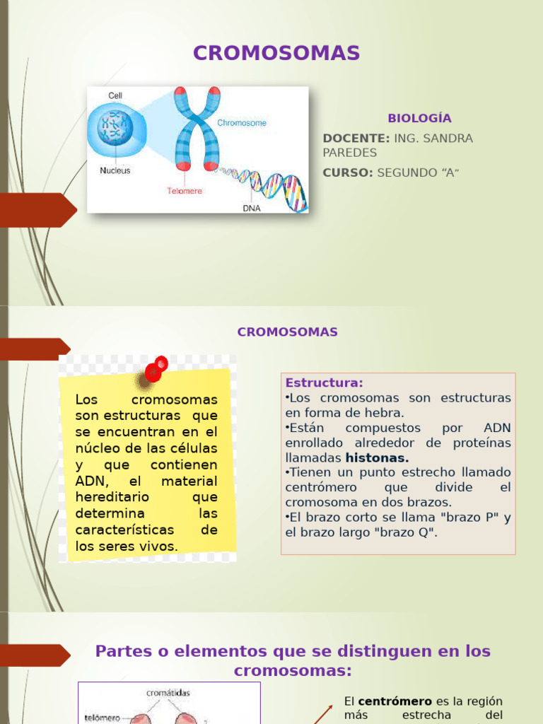 CROMOSOMAS | PDF | Cromosoma | Histona