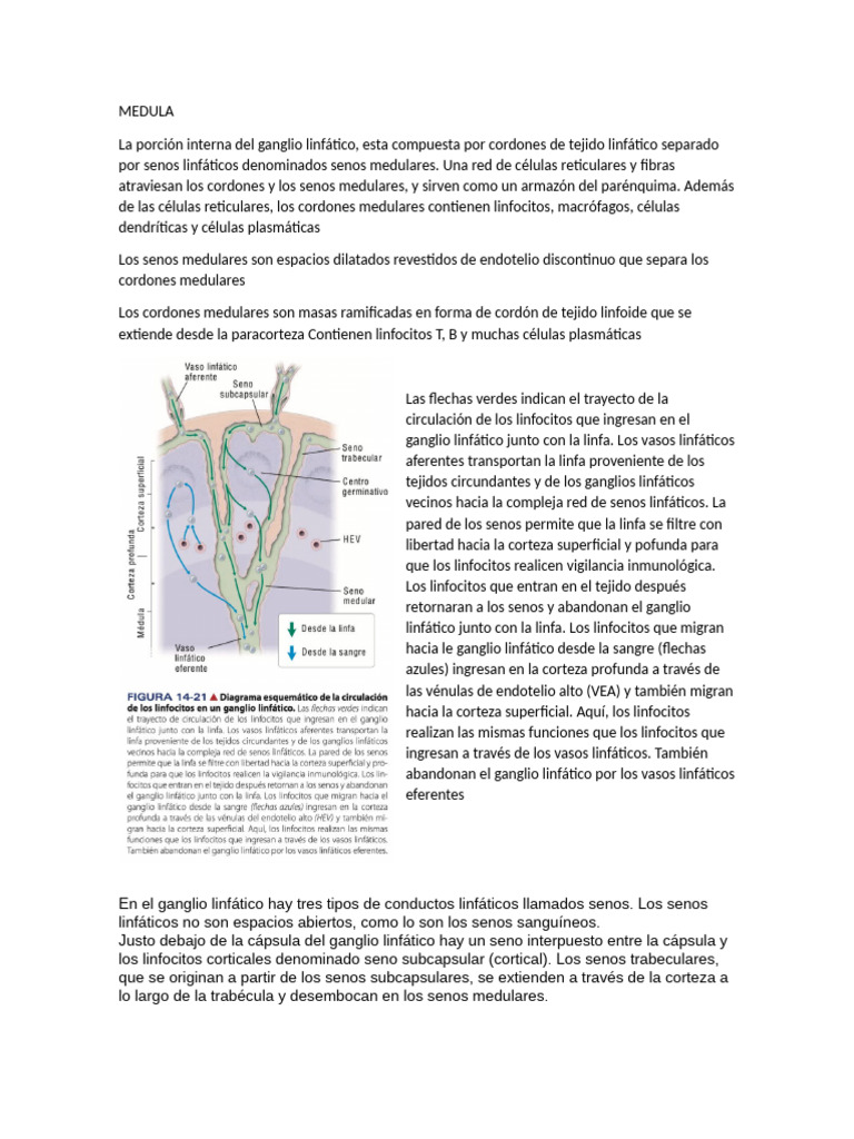 MEDULA | PDF | Ganglio linfático | Sistema linfático
