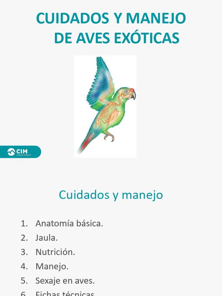 Tema 16 - Aves | PDF | Aves