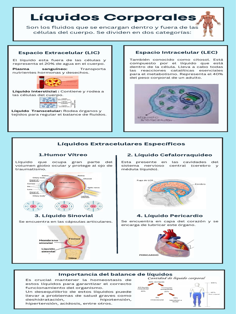Fisiología de los Líquidos Corporales | PDF