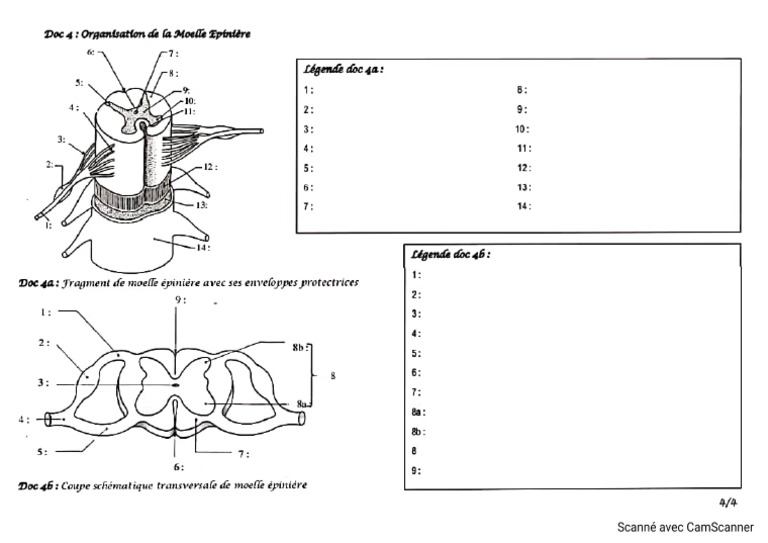L1 TL2 p4 | PDF