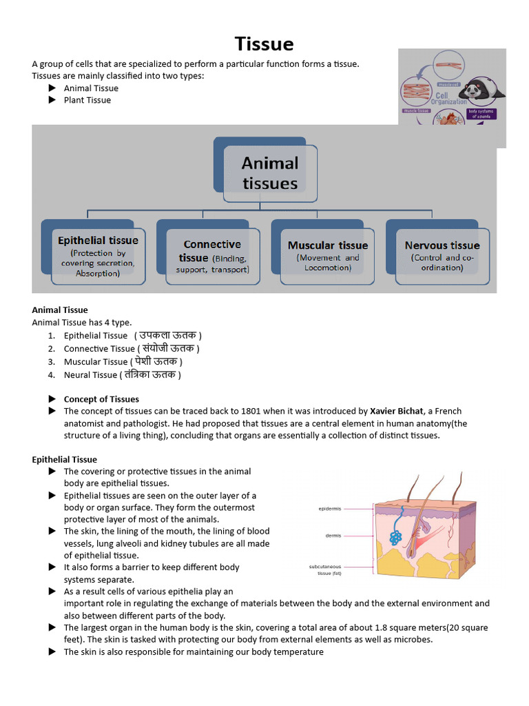 Animal Tissue | PDF | Skin | Bone
