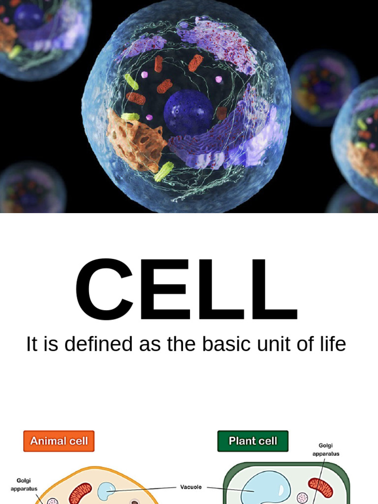 Understanding Cell Theory Basics | PDF | Cell (Biology) | Biology