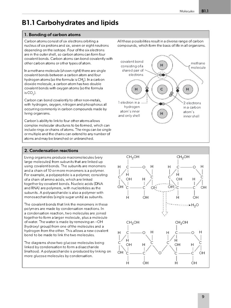 B1.1 Carbohydrates and Lipids | PDF | Covalent Bond | Polysaccharide