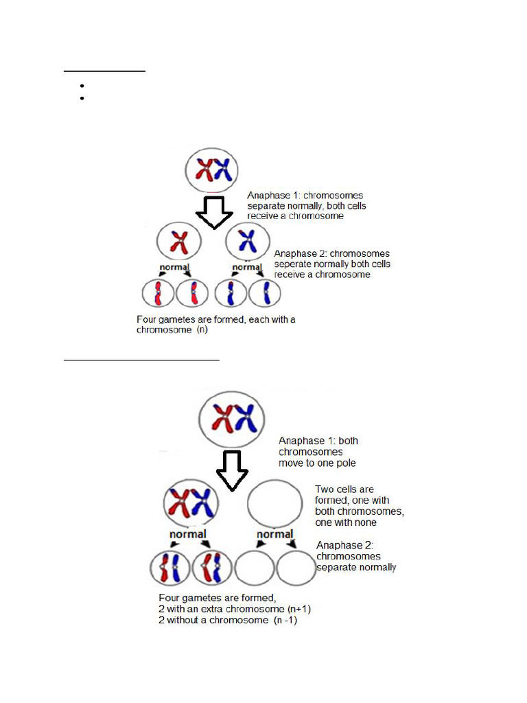 Meiosis - Non Disjunction Clarified | PDF