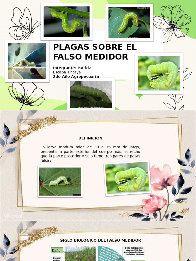 Control del Gusano Falso Medidor | PDF