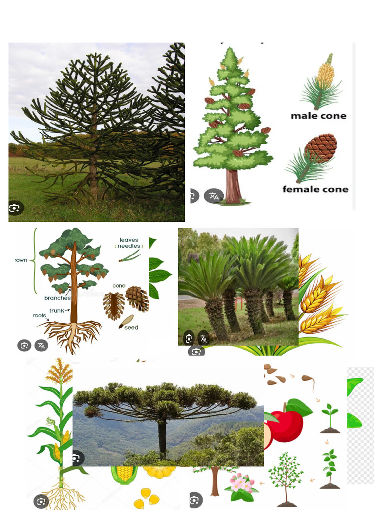 Plantas Con Flor y Sin Flor | PDF