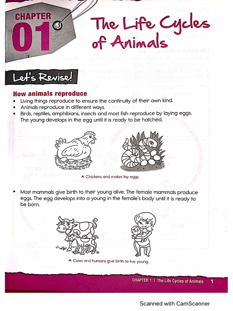 G3 Review Notes Chapter 1 Life Cycle of Animals | PDF