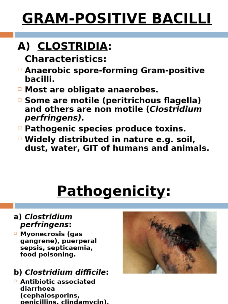 Gram Positive Bacilli | PDF | Bacillus | Microbiology