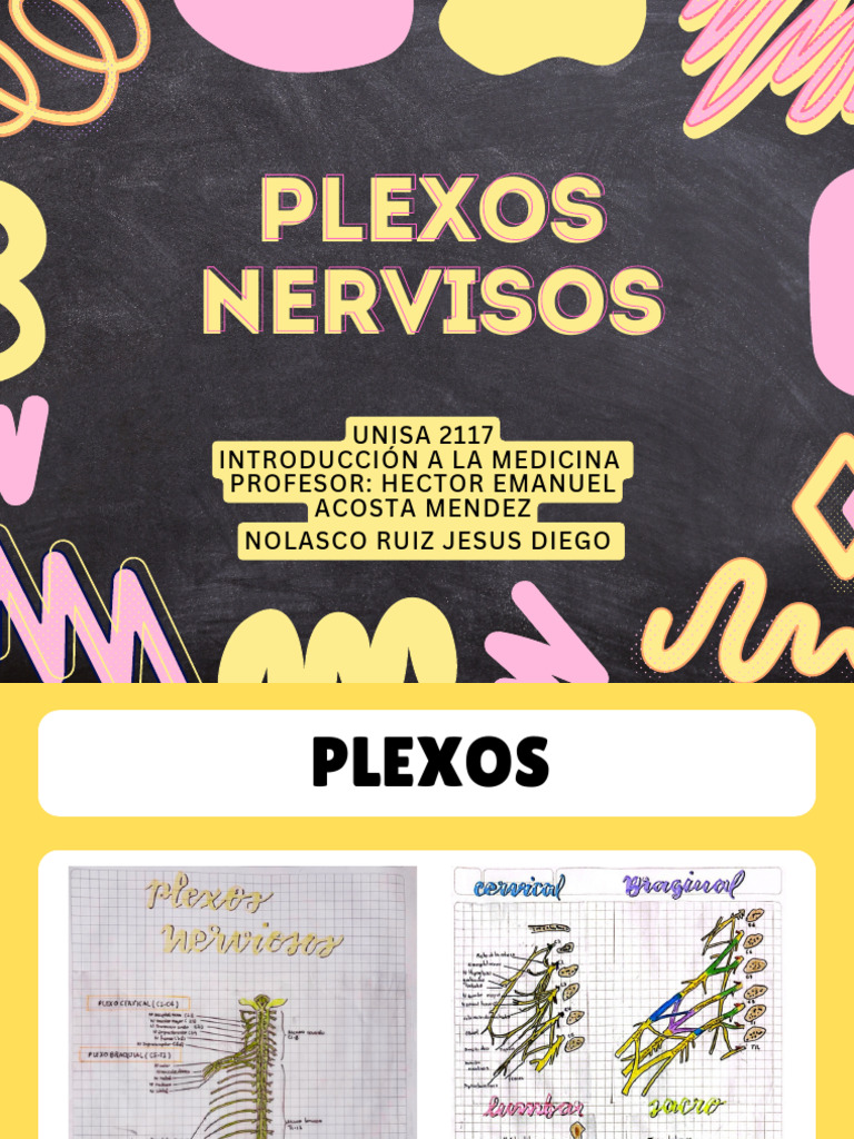 Plexos Nerviosos: Cervical, Braquial, Lumbar y Sacro | PDF