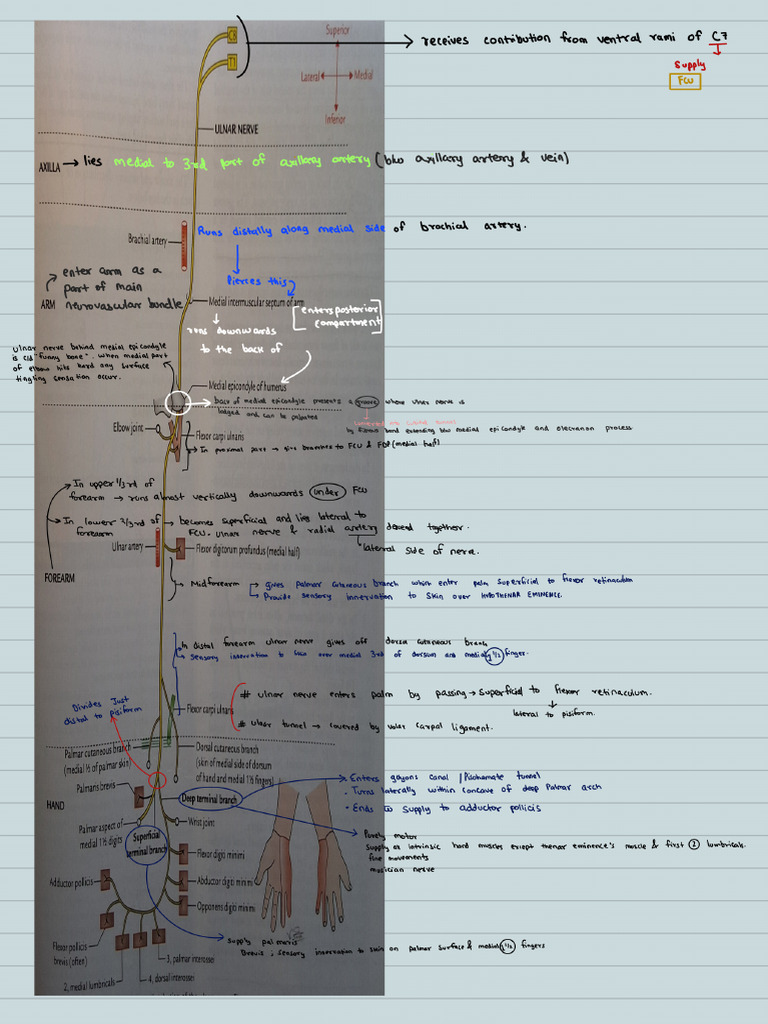 Major Nerves of Upper Limb | PDF