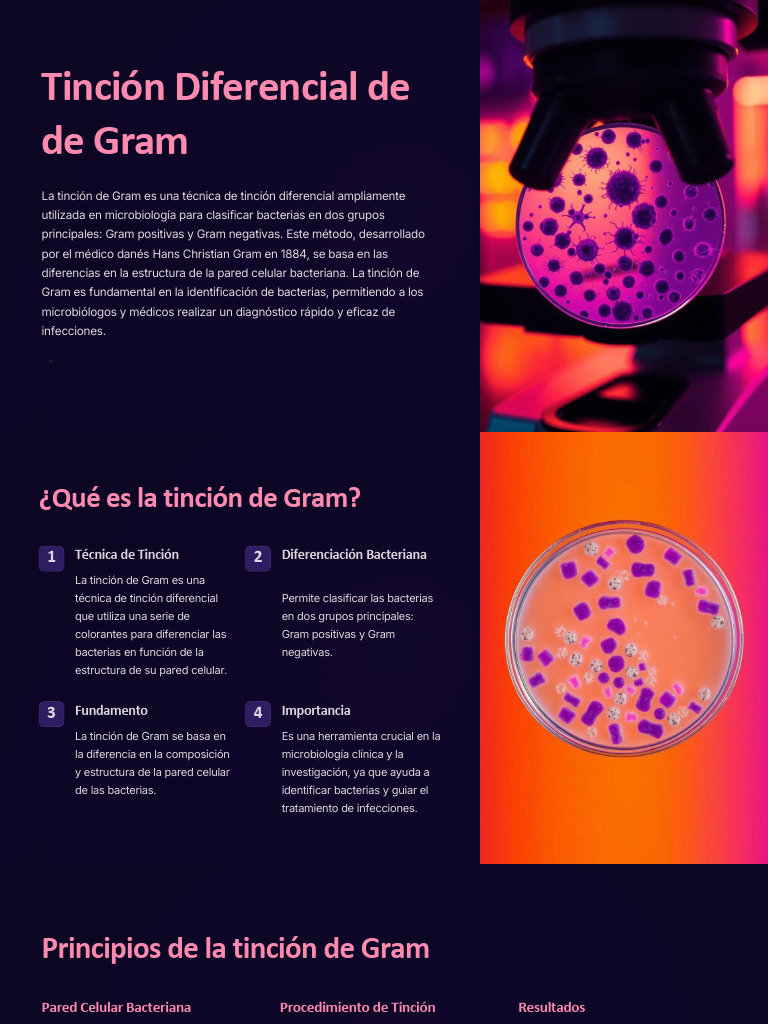 III-Tincion-Diferencial-de-Gram | PDF | Bacterias Gram-negativo | Bacterias Gram Positivas