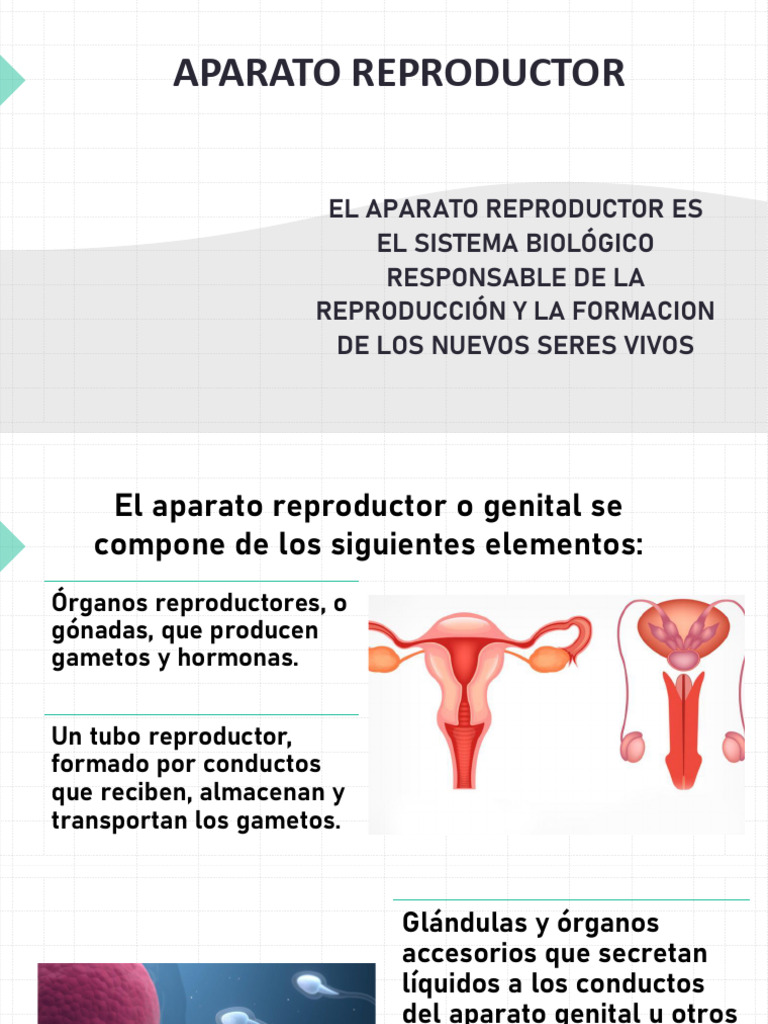 APARATO REPRODUCTOR | PDF | Sistema reproductivo | Útero