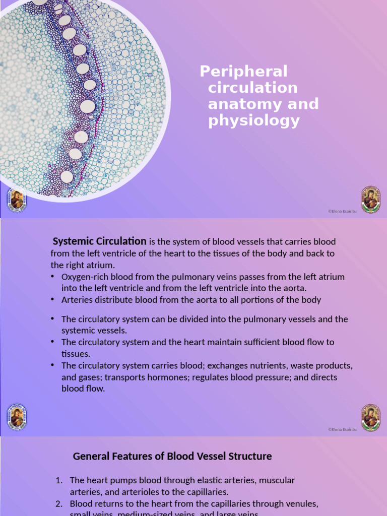 Peripheral Circulation 2 | PDF | Circulatory System | Artery