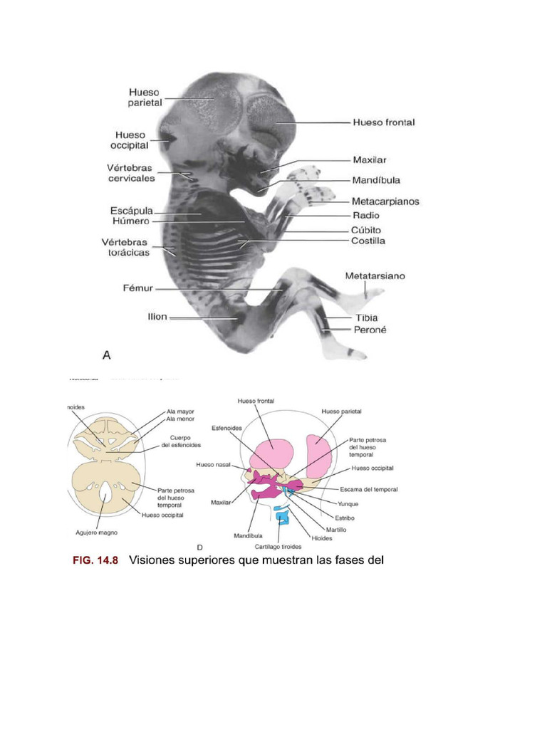 Imagenes Embrio Osteomuscular | PDF
