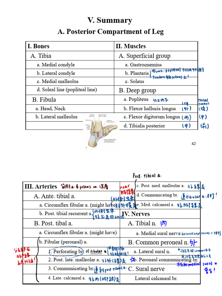 113 LL-6 Post Leg and Sole | PDF | Lower Limb Anatomy | Limbs (Anatomy)
