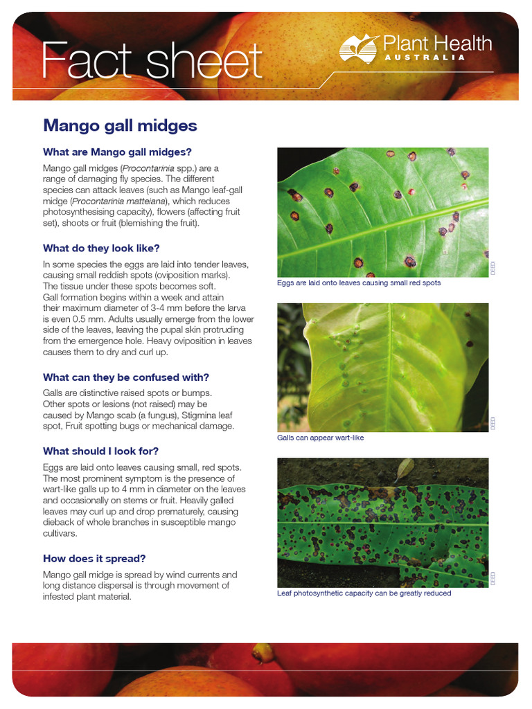 Mango Gall Midge: Identification & Impact | PDF | Leaf | Fruit