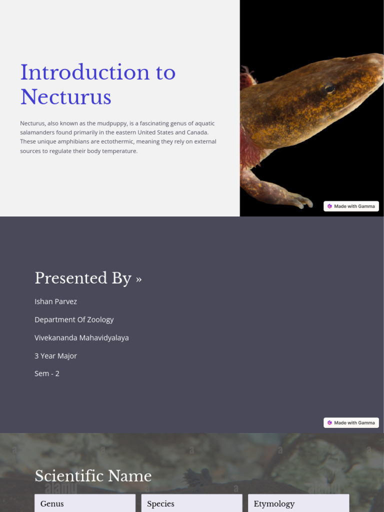 Overview of Necturus Mudpuppy Species | PDF | Predation | Amphibian