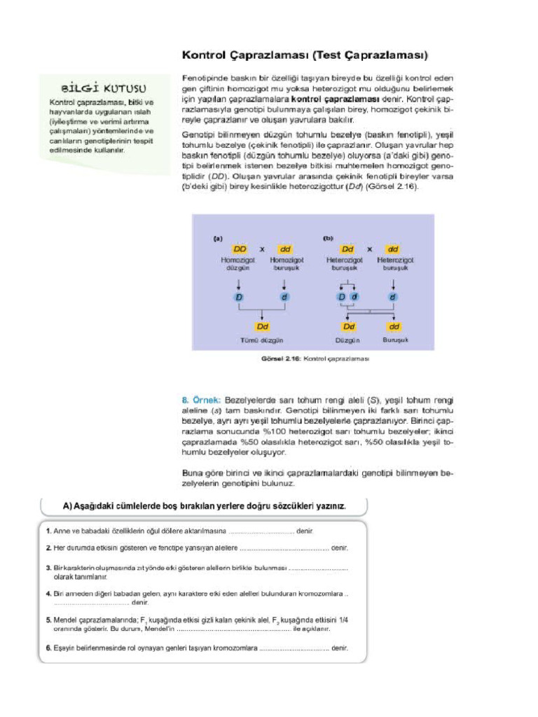 Kali Tim | PDF