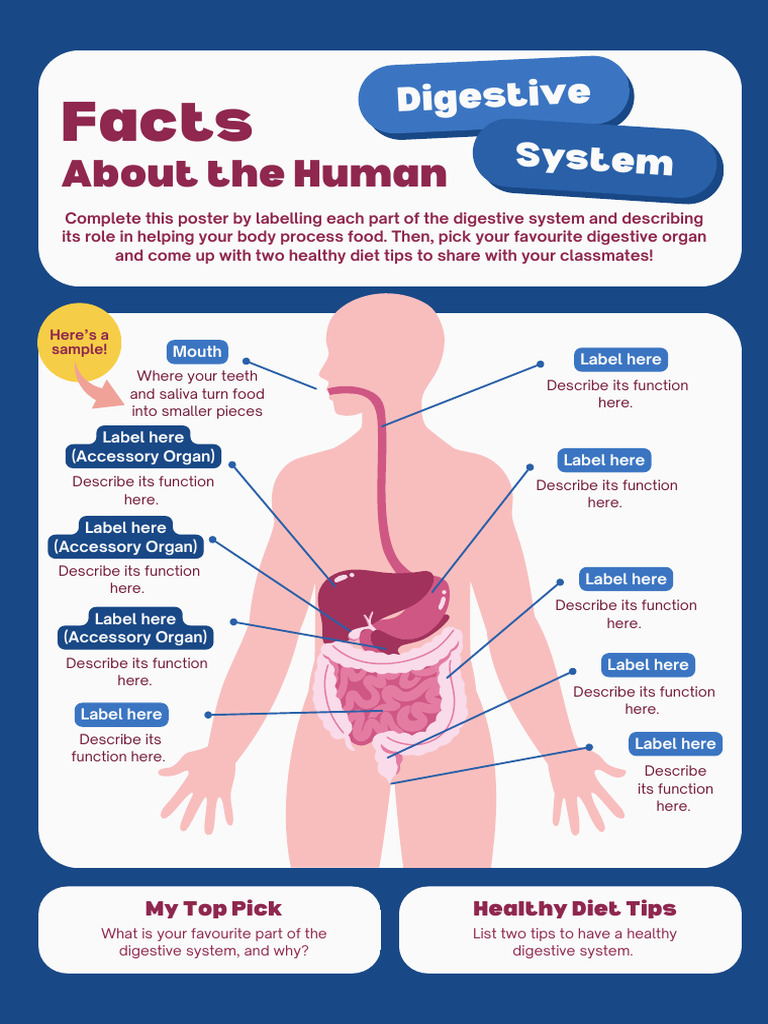 Facts About The Digestive System Educational | PDF | Digestion | Human ...