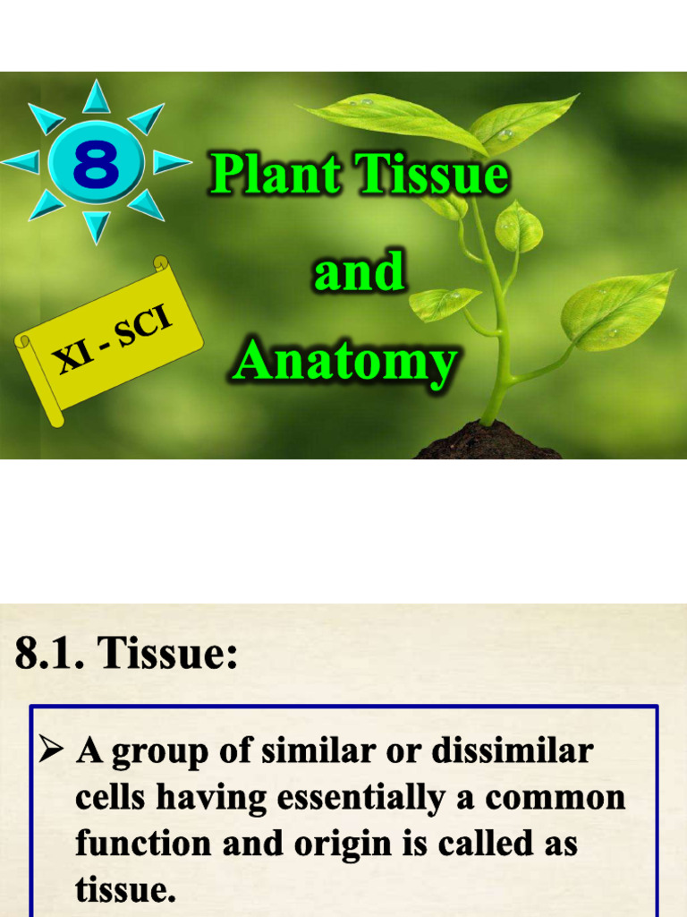 Plant Tissue & Anatomy. | PDF