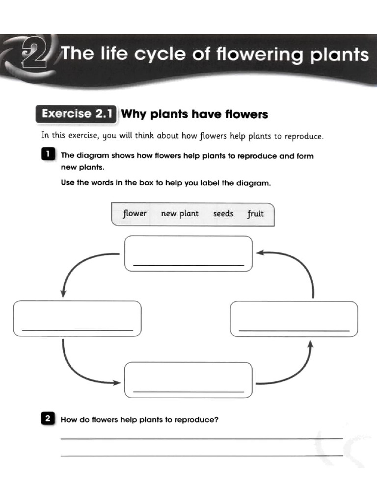 Flowering Plants Life Cycle Guide | PDF | Flowers | Pollination